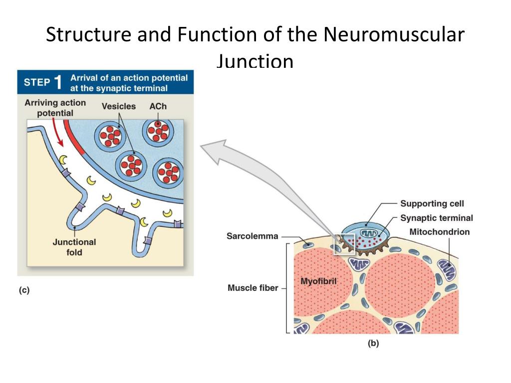 PPT - Biology 121 Anatomy and physiology PowerPoint Presentation, free ...