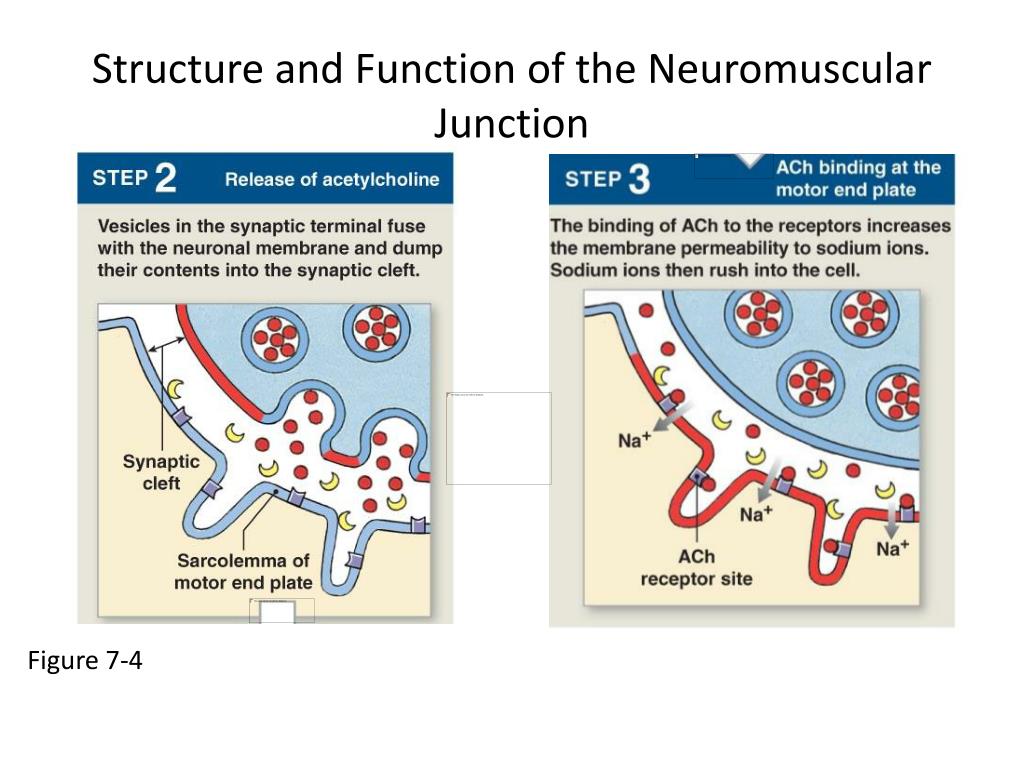 PPT - Biology 121 Anatomy and physiology PowerPoint Presentation, free ...