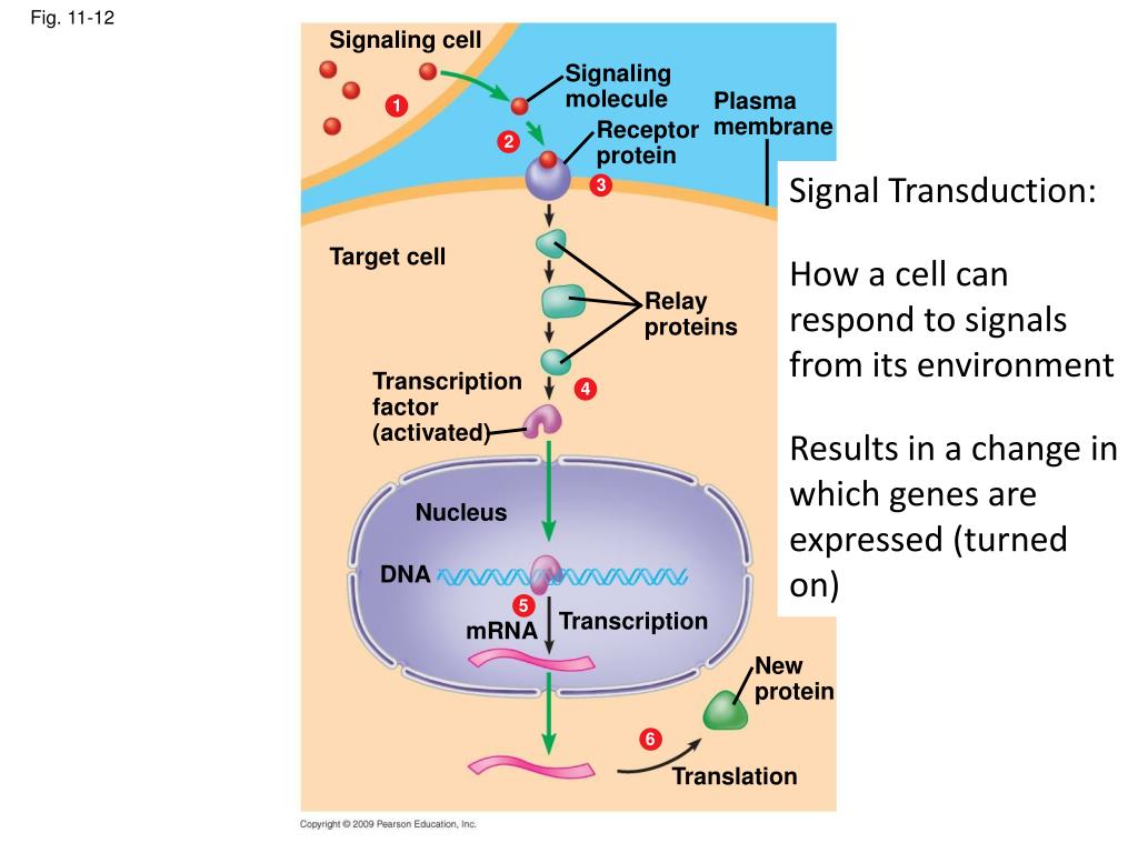 PPT - Cystic Fibrosis (CF) - gene location PowerPoint Presentation ...