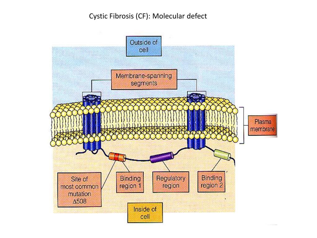 PPT - Cystic Fibrosis (CF) - gene location PowerPoint Presentation ...