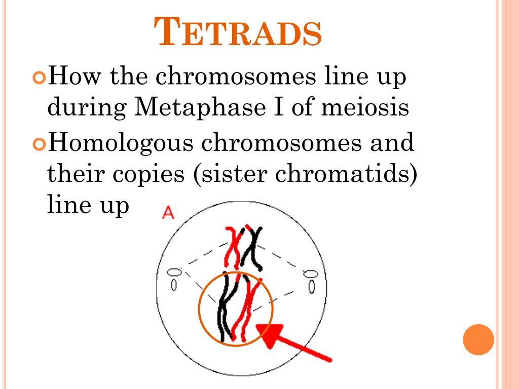 PPT - Meiosis Vocabulary PowerPoint Presentation, free download - ID ...