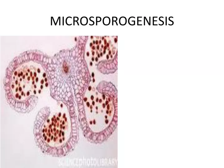 PPT - MICROSPOROGENESIS PowerPoint Presentation, free download - ID:2128439