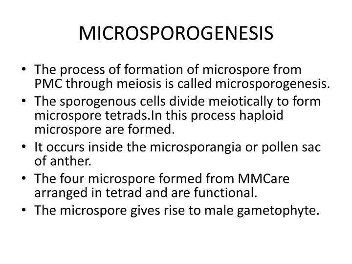 PPT - MICROSPOROGENESIS PowerPoint Presentation - ID:2128439
