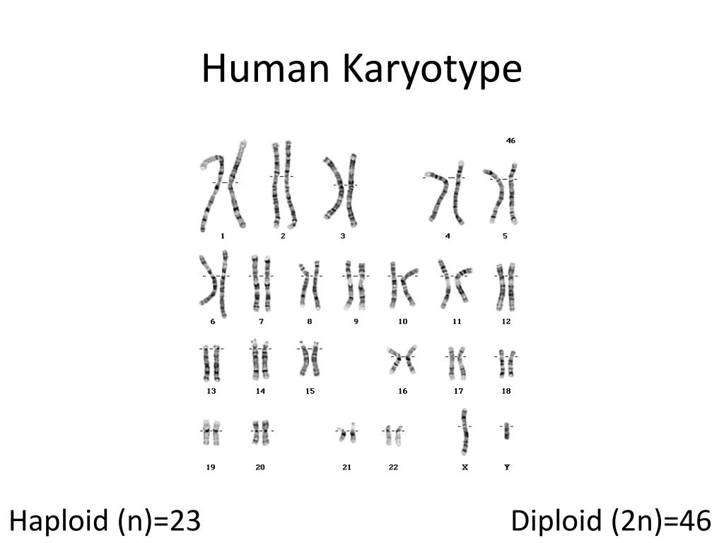 PPT - Chapter 13: Meiosis and Sexual Life Cycles PowerPoint ...