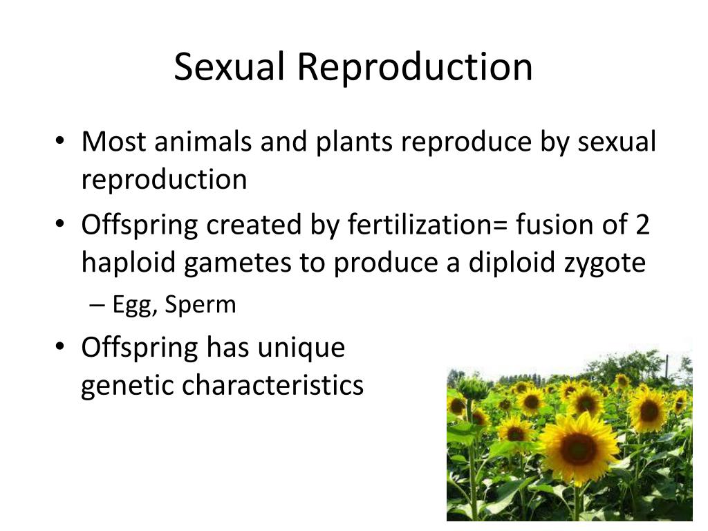 PPT - Chapter 13: Meiosis and Sexual Life Cycles PowerPoint ...