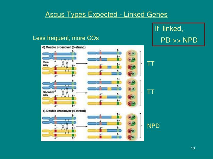 PPT - Tetrad Analysis - Fungal Genetics PowerPoint Presentation - ID ...