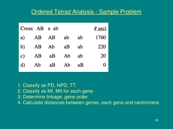 PPT - Tetrad Analysis - Fungal Genetics PowerPoint Presentation - ID ...