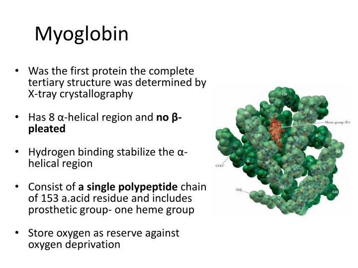PPT - Example of Tertiary and Quaternary Structure of Protein Myoglobin ...