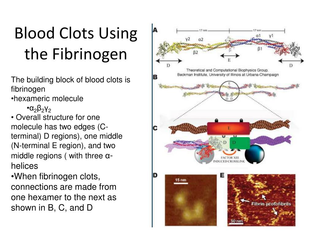 PPT - Chemical Biology 03 BLOOD PowerPoint Presentation, free download ...