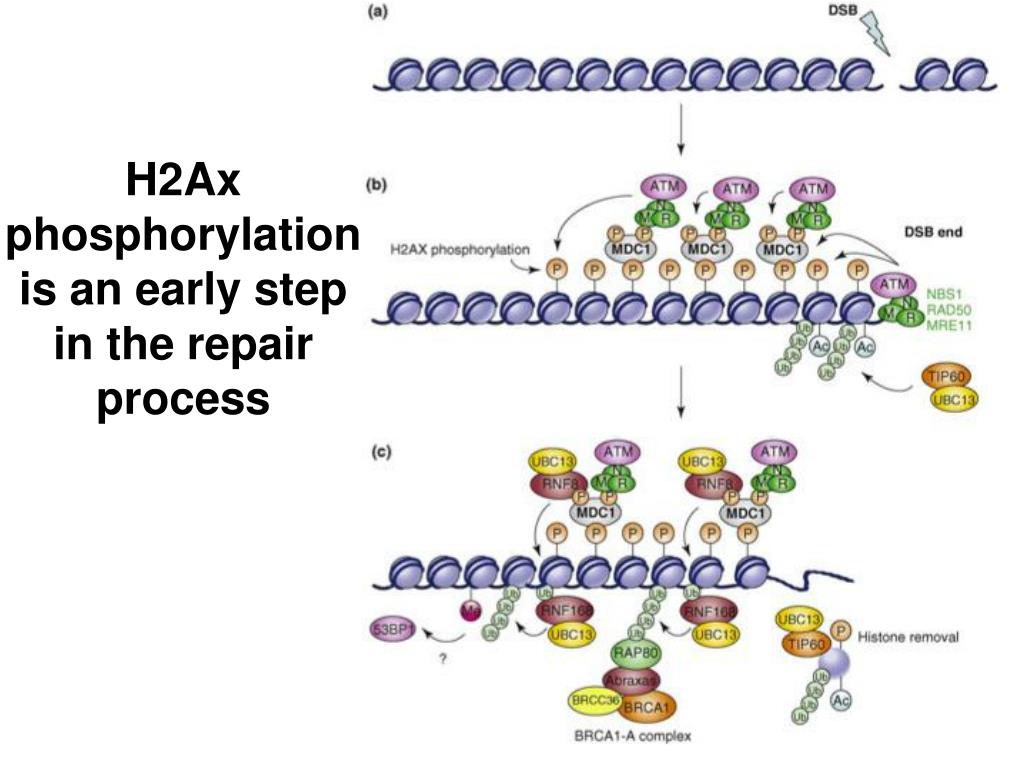 PPT - Shelley Berger The Wistar Institute University of Pennsylvania ...