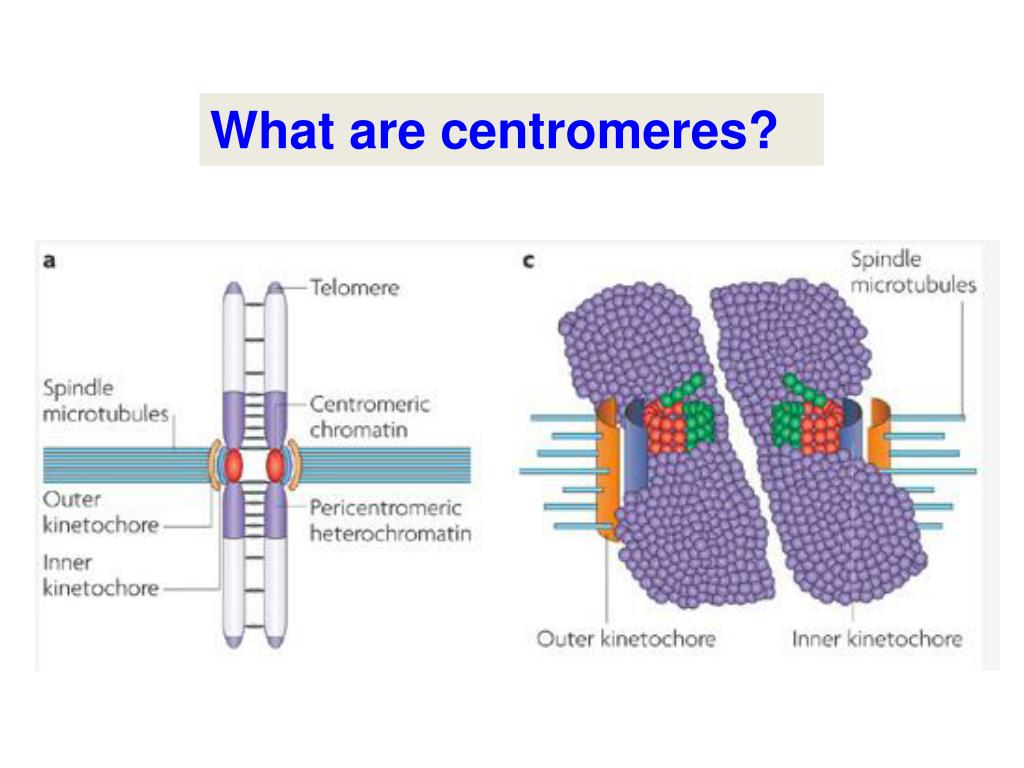 PPT - Shelley Berger The Wistar Institute University of Pennsylvania ...