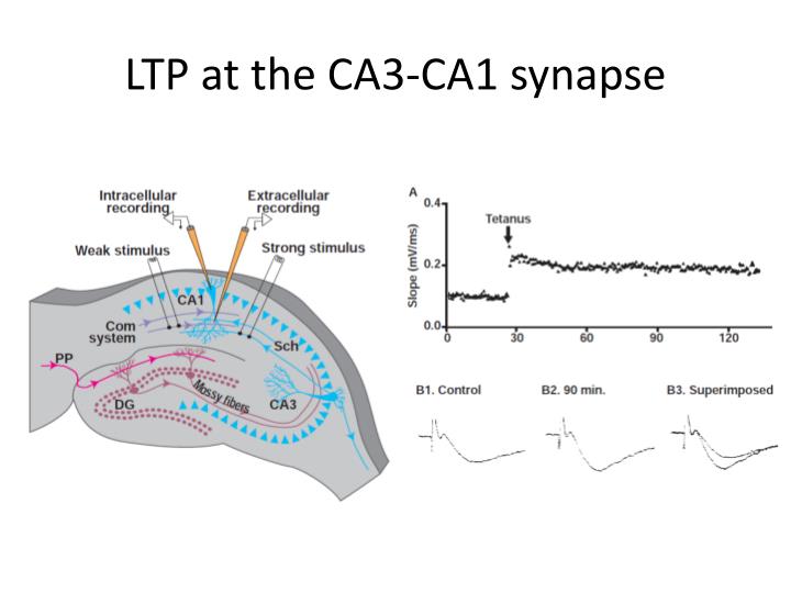 PPT - Neuroplasticity PowerPoint Presentation - ID:2128633