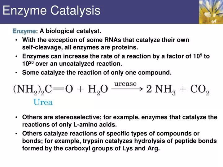 PPT - Enzyme Catalysis PowerPoint Presentation, free download - ID:2128693