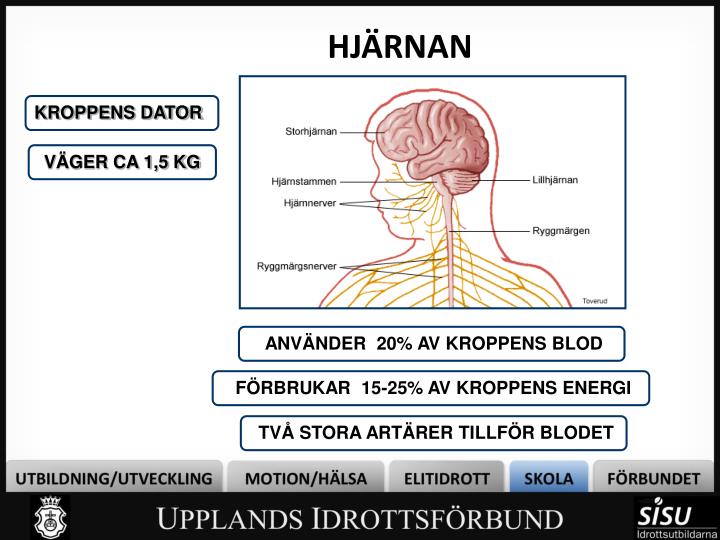 PPT - HUR FUNGERAR KROPPEN? PowerPoint Presentation - ID:2128728