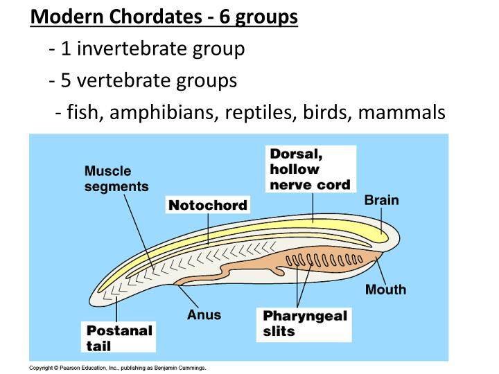 PPT - 26.2 Chordate Evolution PowerPoint Presentation - ID:2128807