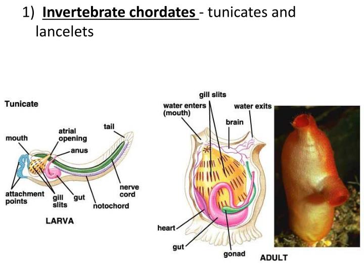 PPT - 26.2 Chordate Evolution PowerPoint Presentation - ID:2128807