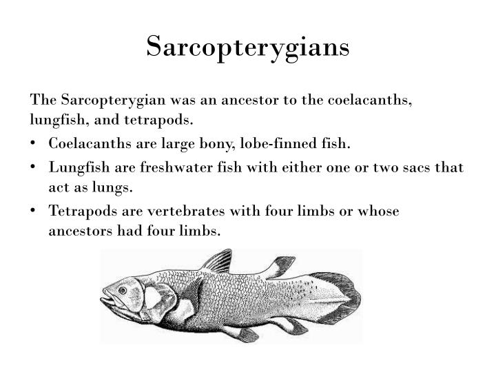 PPT - Chapter 33 Deuterostome Animals PowerPoint Presentation - ID:2128880