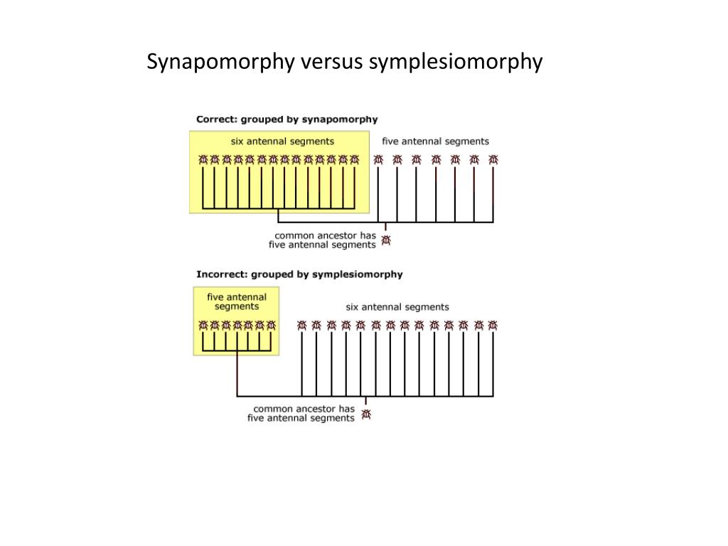 PPT - Augustin Augier’s detailed tree of life for plants in 1801 ...