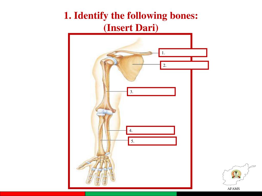 PPT - Skeletal System: Appendicular Skeleton سیستم اسکلیتی: اسکلیت ...