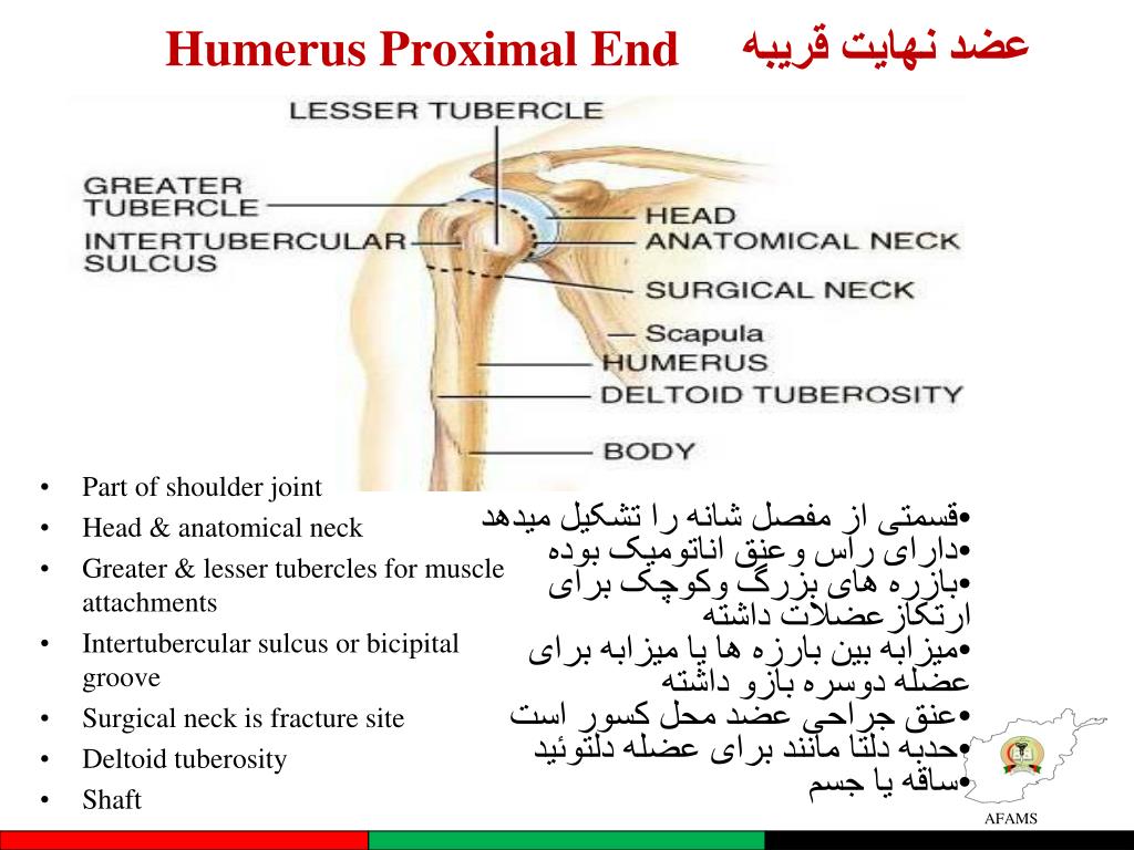 PPT - Skeletal System: Appendicular Skeleton سیستم اسکلیتی: اسکلیت ...