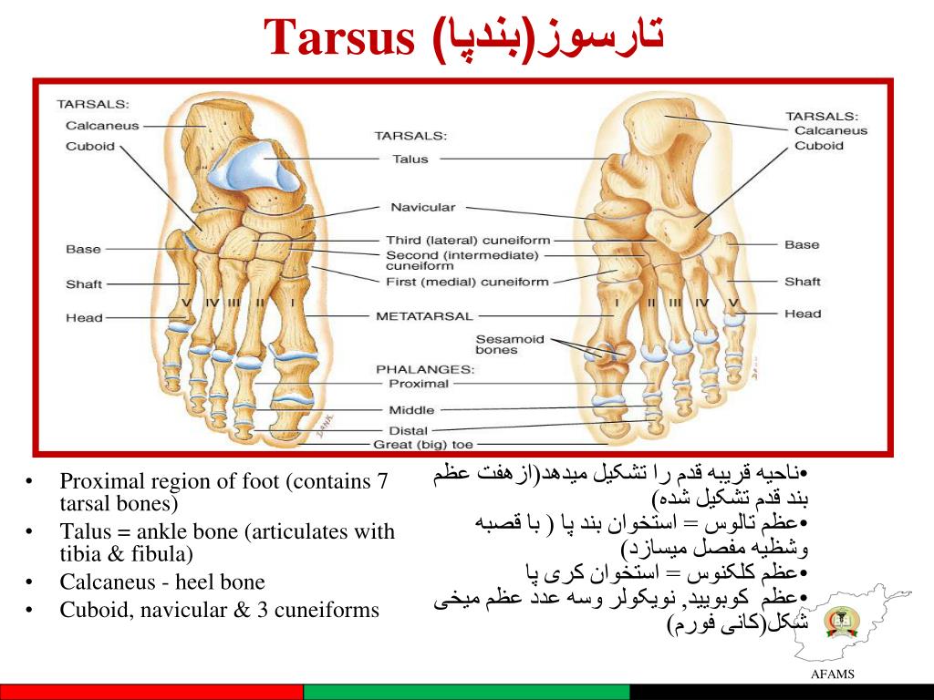 PPT - Skeletal System: Appendicular Skeleton سیستم اسکلیتی: اسکلیت ...