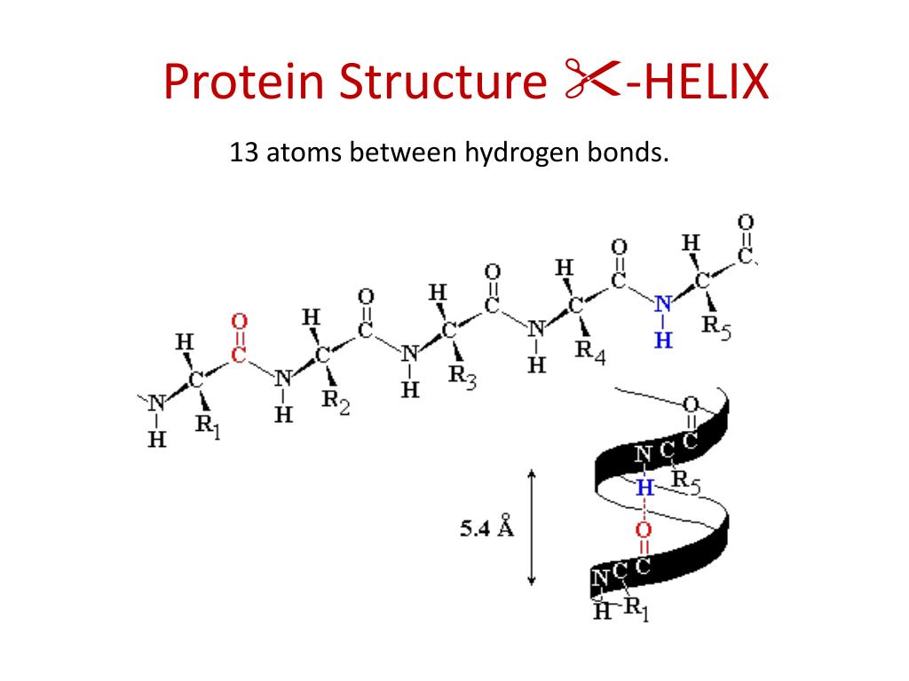 PPT - Chemical Biology 03 BLOOD PowerPoint Presentation, free download ...