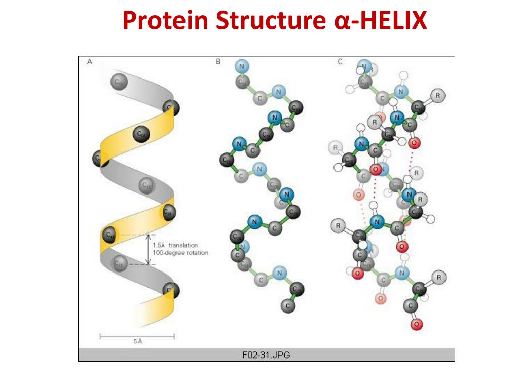 PPT - Chemical Biology 03 BLOOD PowerPoint Presentation, free download ...