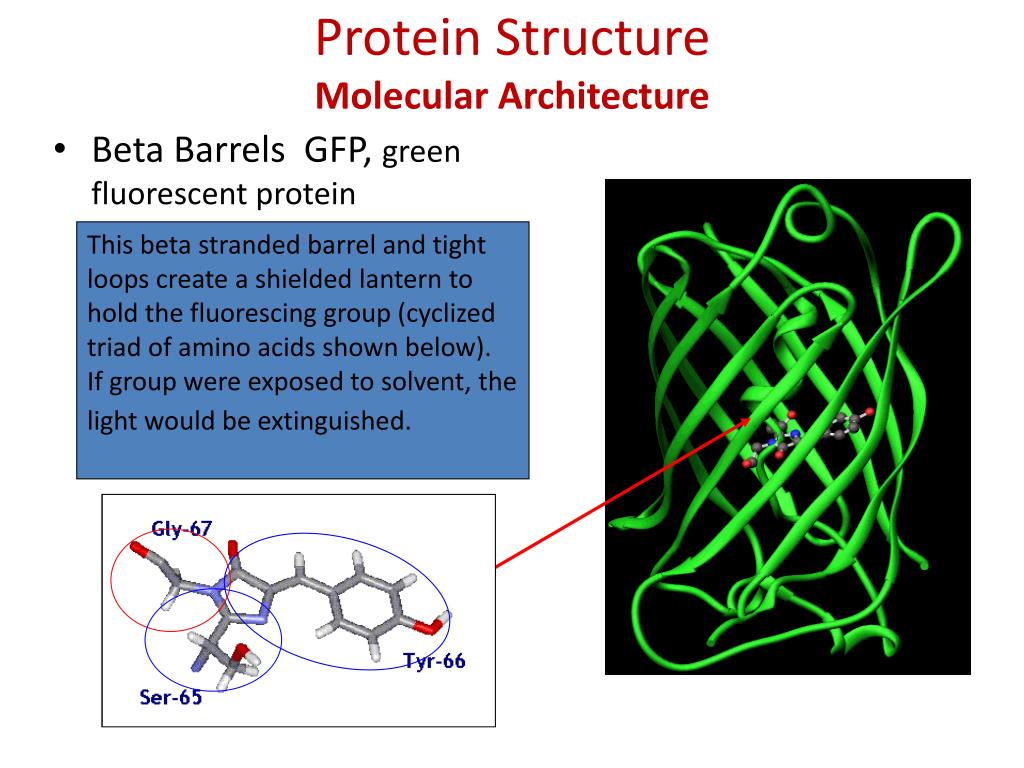 PPT - Chemical Biology 03 BLOOD PowerPoint Presentation, free download ...