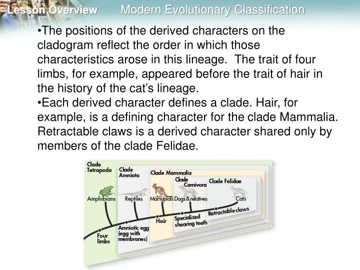 PPT - 18.2 Modern Evolutionary Classification PowerPoint Presentation ...