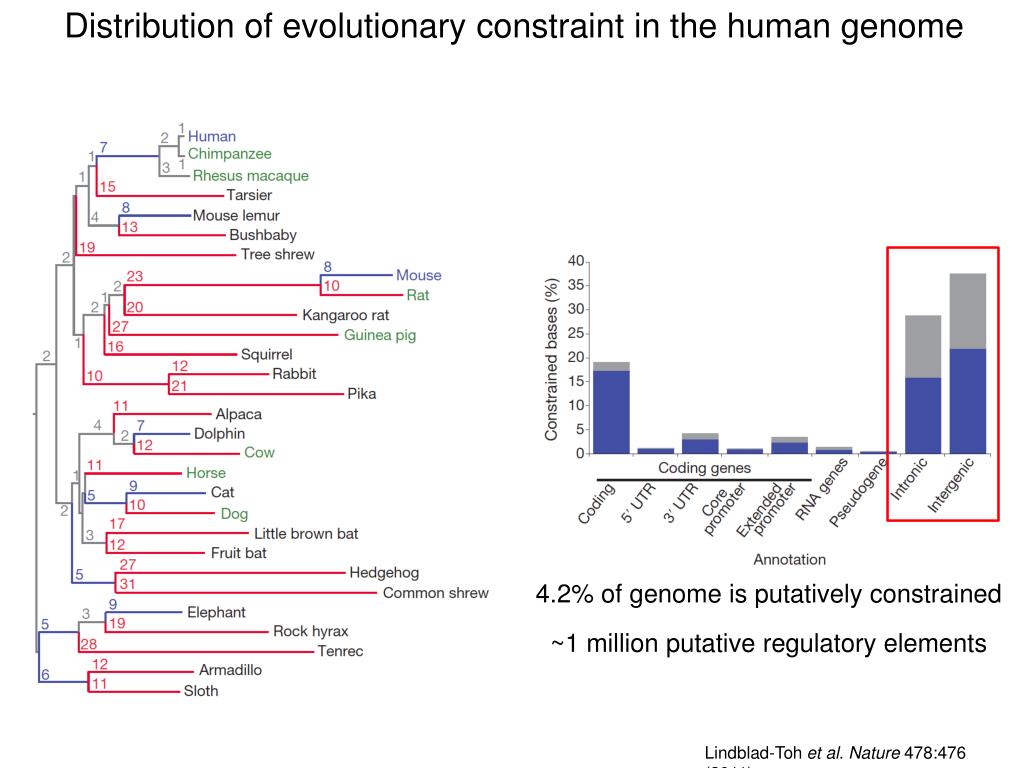 PPT - Comparative Genomics: Evolutionary Insights and Conservation ...