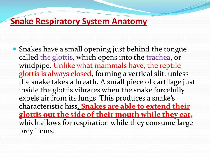 PPT - Respiration of tetrapods PowerPoint Presentation - ID:2129267
