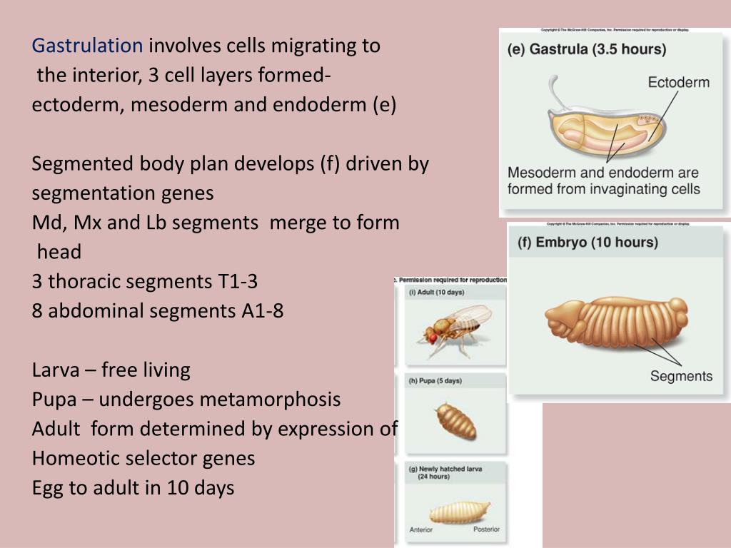 Ppt Homeobox Genes Powerpoint Presentation Free Download Id 2129427