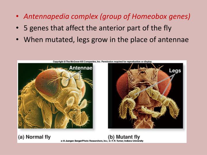 PPT - Homeobox Genes PowerPoint Presentation - ID:2129427