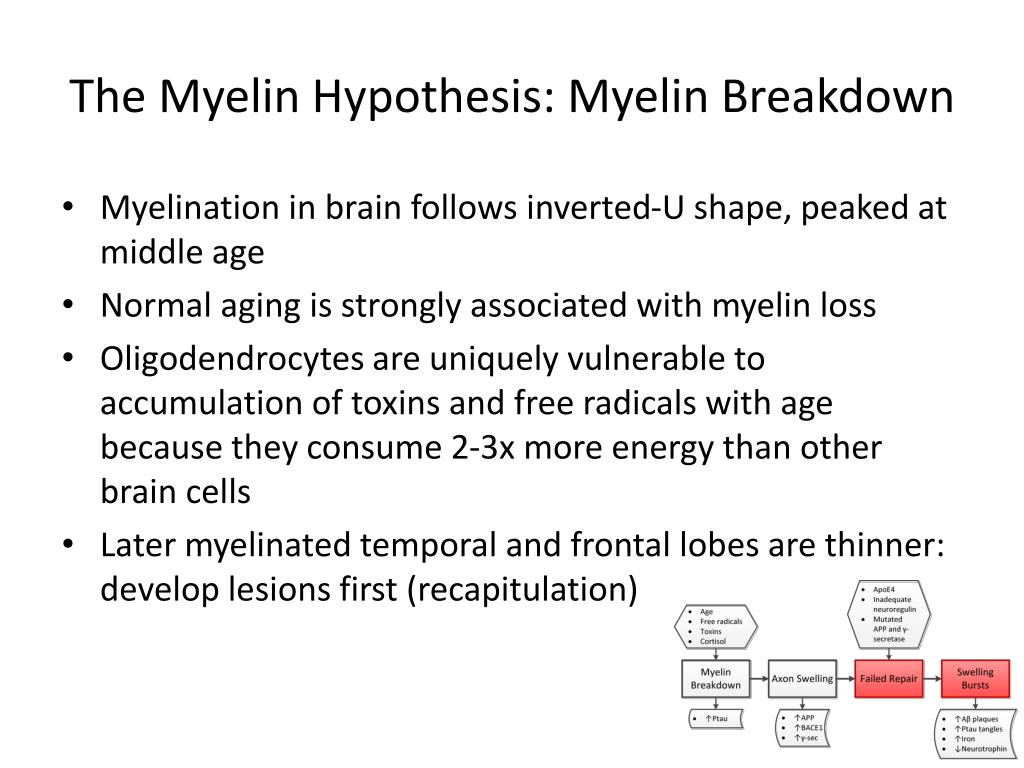 PPT - Alzheimer’s Disease and Myelin PowerPoint Presentation, free ...