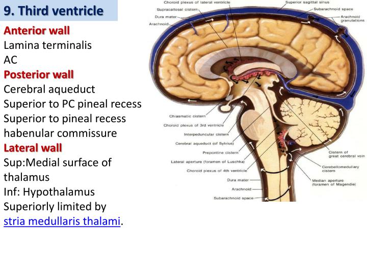 PPT - BRAIN DAYS PART III PowerPoint Presentation - ID:2129950