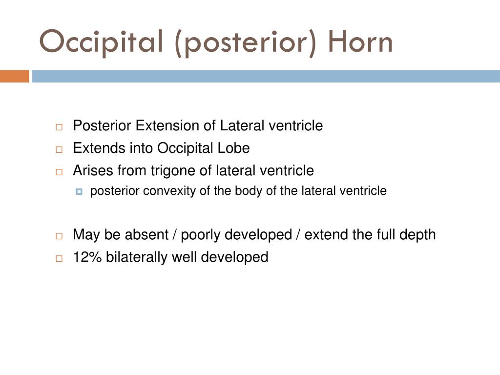 PPT - Anatomy of the Cerebral Ventricles PowerPoint Presentation, free ...