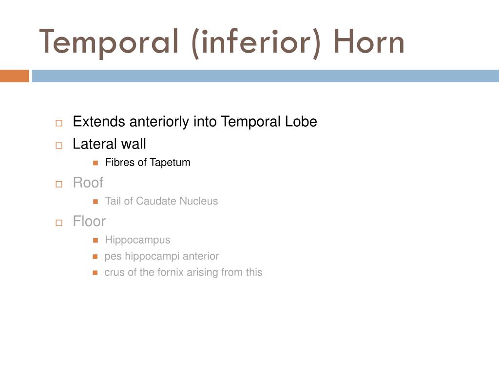 PPT - Anatomy of the Cerebral Ventricles PowerPoint Presentation, free ...
