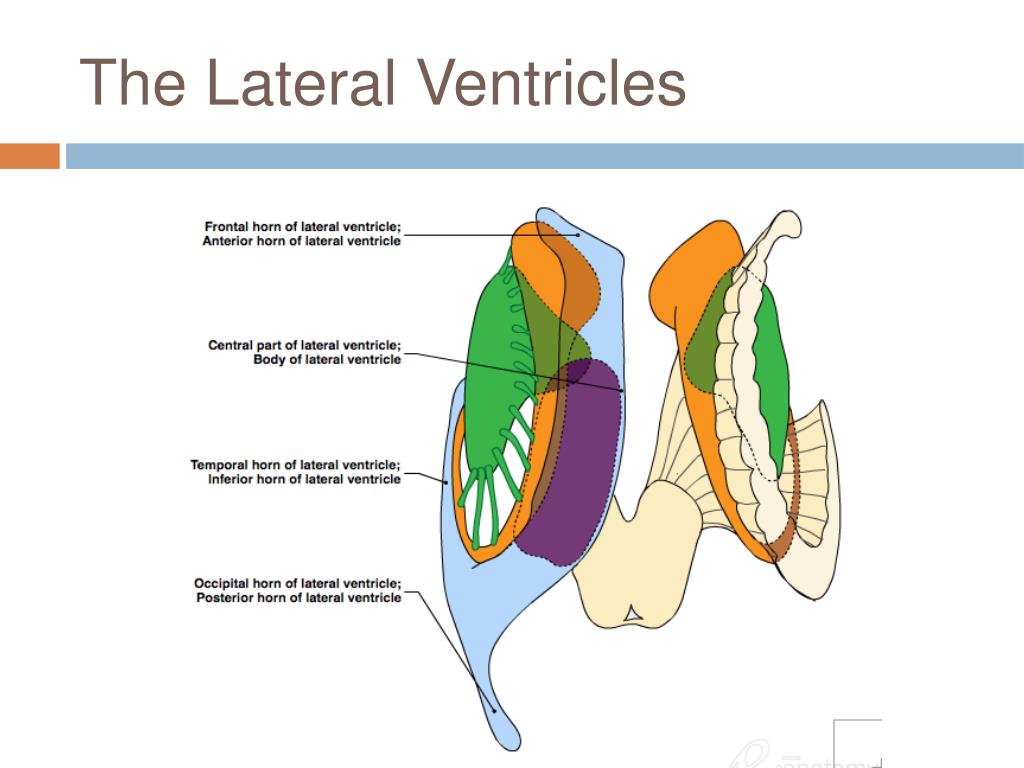 PPT - Anatomy of the Cerebral Ventricles PowerPoint Presentation, free ...