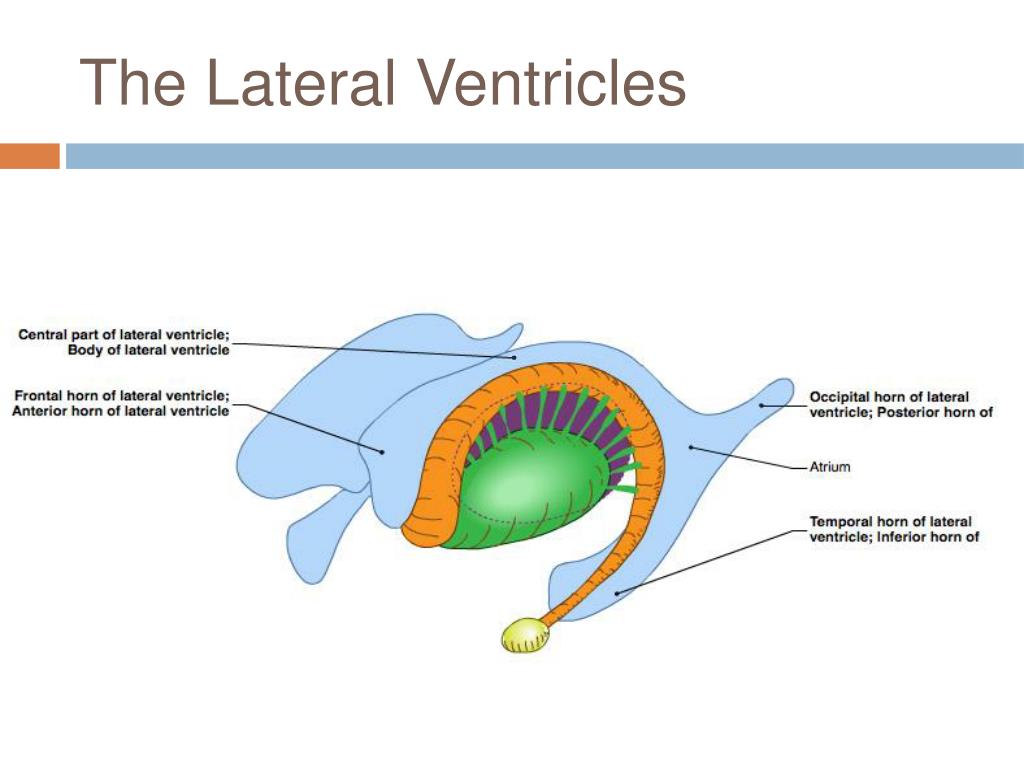 PPT - Anatomy of the Cerebral Ventricles PowerPoint Presentation, free ...