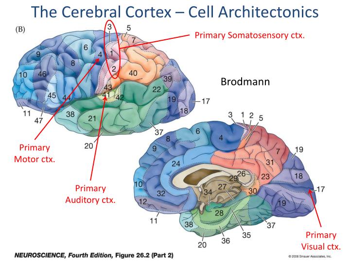 PPT - Telencephalon & Cerebral Cortex: Gross Anatomy PowerPoint ...