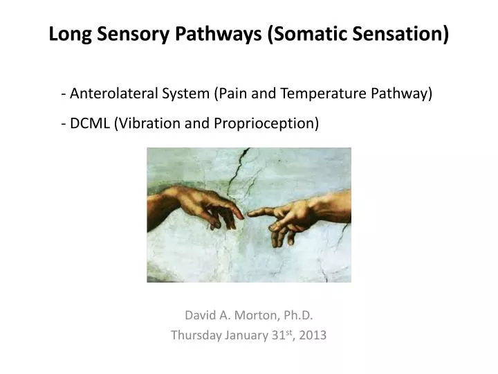 PPT - Long Sensory Pathways (Somatic Sensation) PowerPoint Presentation ...