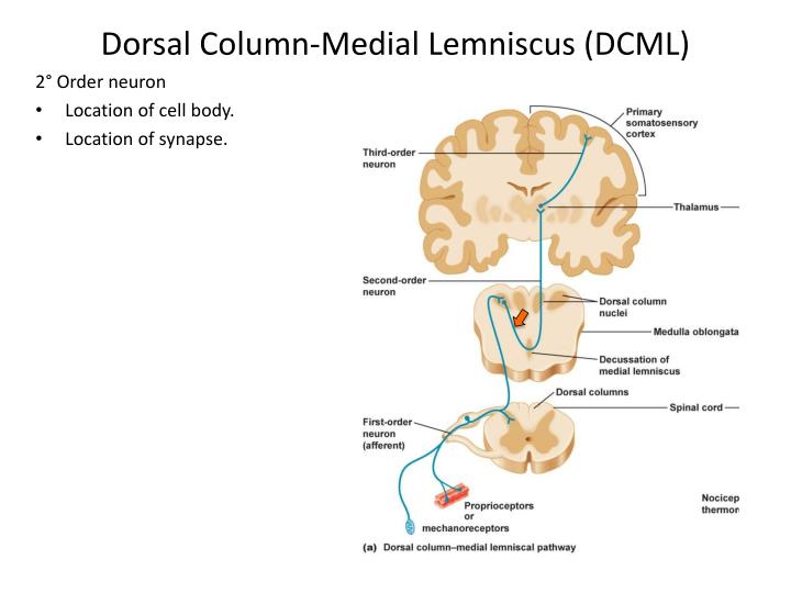 PPT - Long Sensory Pathways (Somatic Sensation) PowerPoint Presentation ...