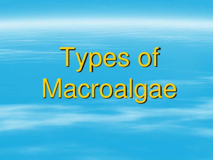 PPT - Seaweeds PowerPoint Presentation - ID:2130300