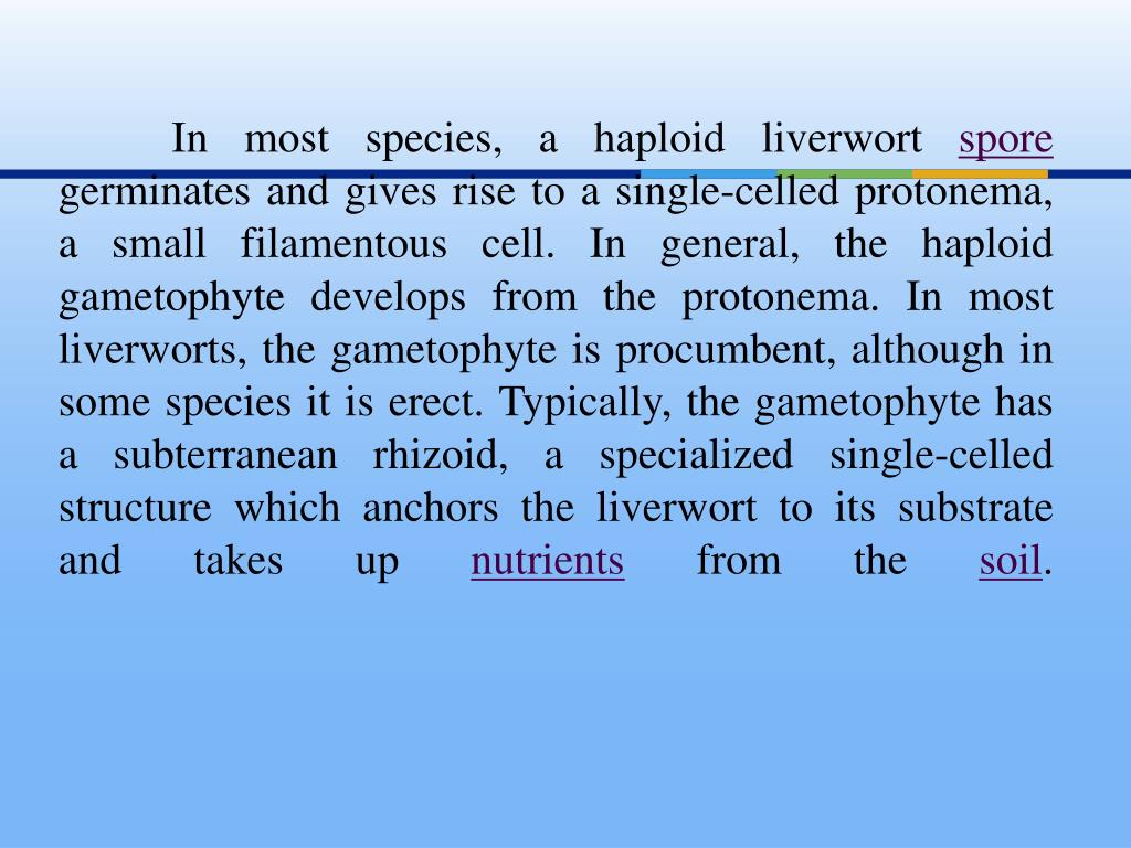 PPT - Bryology (mosses, liverworts and hornworts) PowerPoint ...