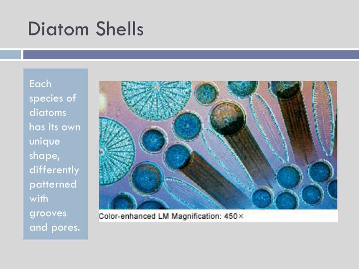 PPT - Algae PowerPoint Presentation - ID:2130322