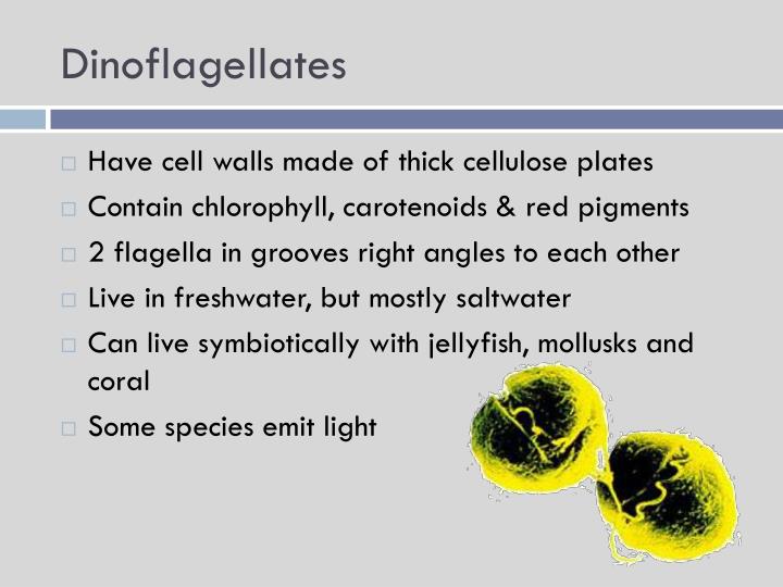 PPT - Algae PowerPoint Presentation - ID:2130322