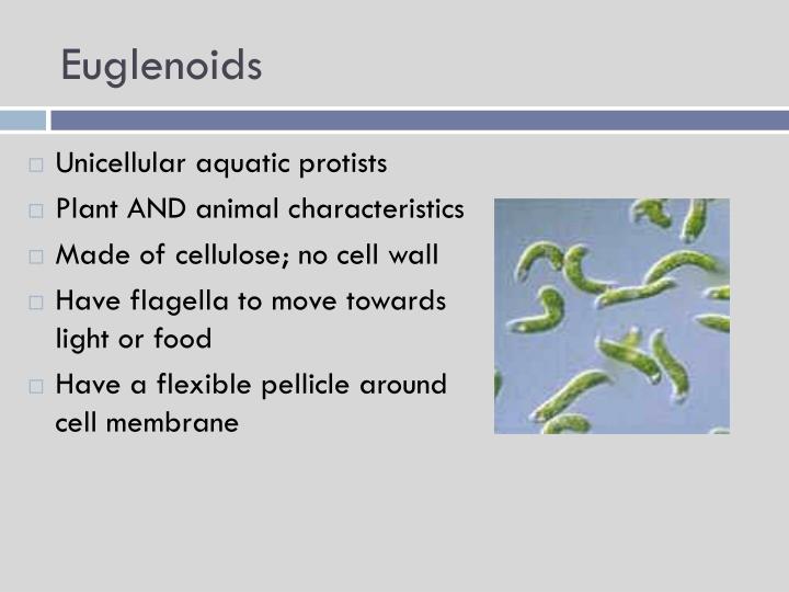 PPT - Algae PowerPoint Presentation - ID:2130322