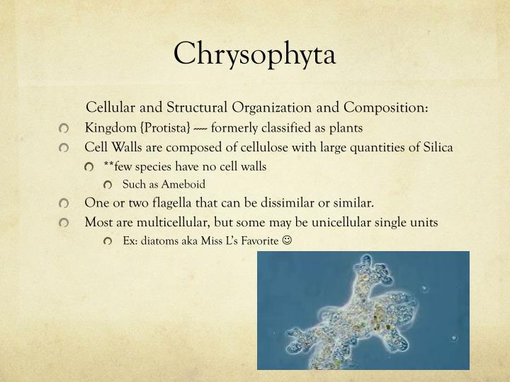 PPT - Chrysophyta and Phaeophyta PowerPoint Presentation - ID:2130347