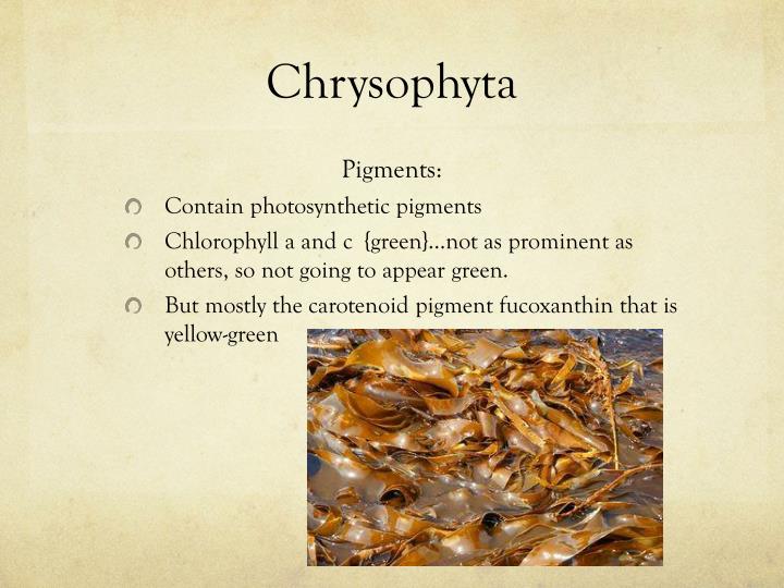 PPT - Chrysophyta and Phaeophyta PowerPoint Presentation - ID:2130347