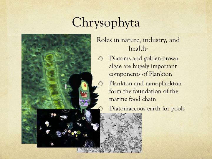 PPT - Chrysophyta and Phaeophyta PowerPoint Presentation - ID:2130347